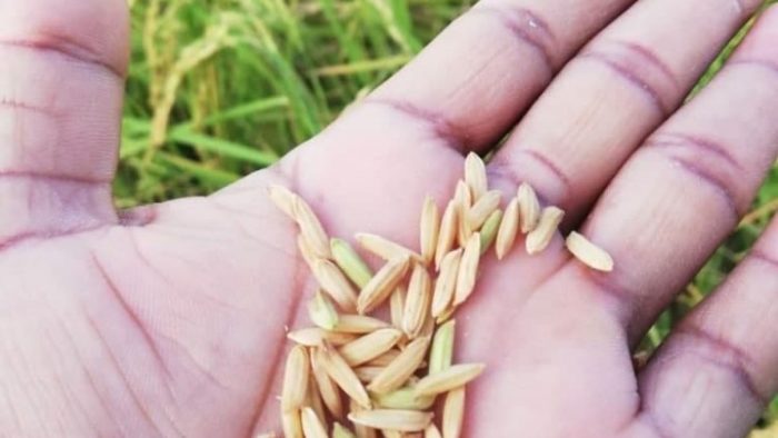 Amru Starts Climate Change Resilient Rice Variety Piloting – វិមាន៧មករា